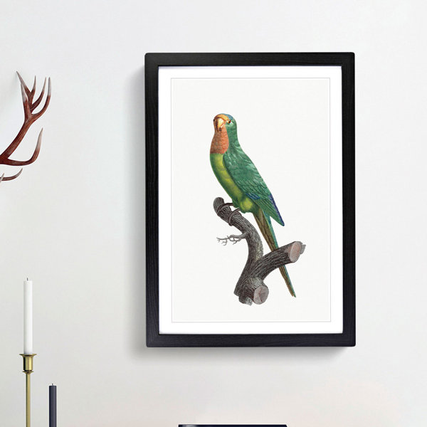 East Urban Home Brown-Throated Parakeet by F. Levaillant - Picture ...