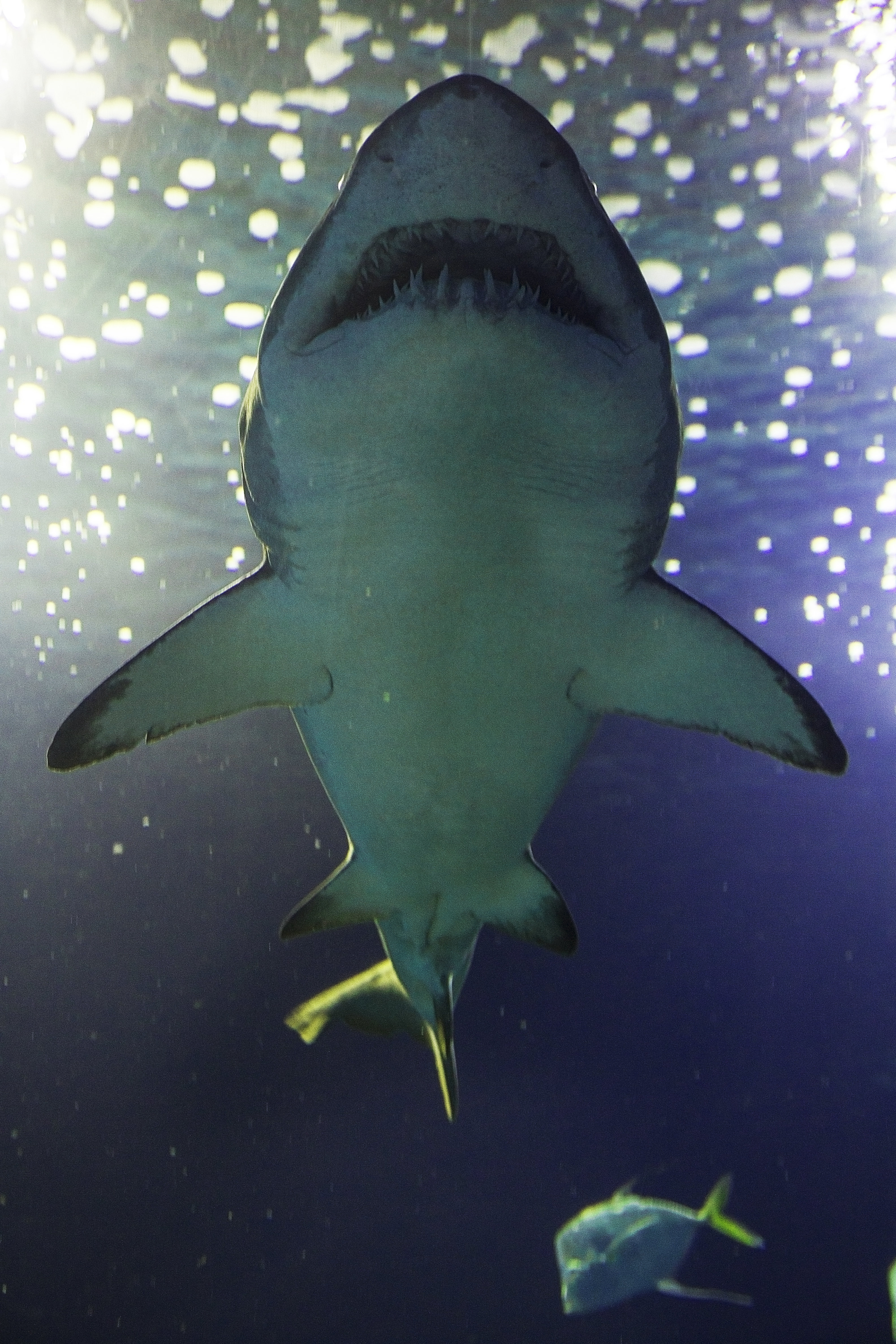 Highland Dunes Bull Shark Seen from Below - Wrapped Canvas Photograph ...
