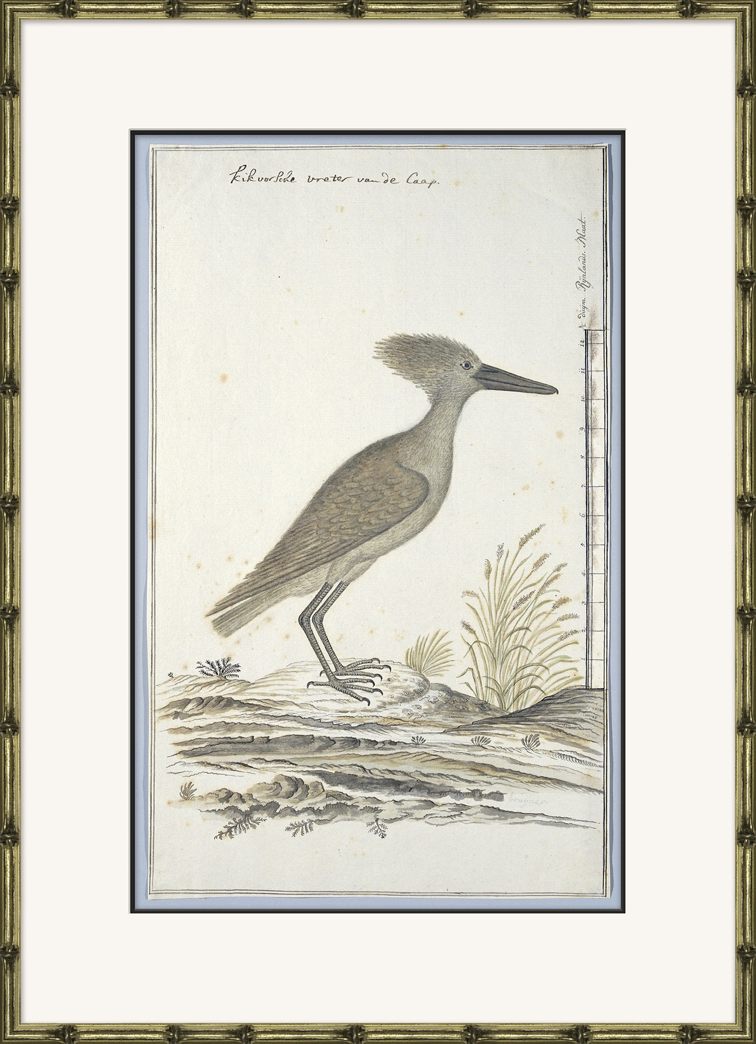 Soicher Marin 'Bird Drawings, Circa 1777' Picture Frame Painting | Wayfair