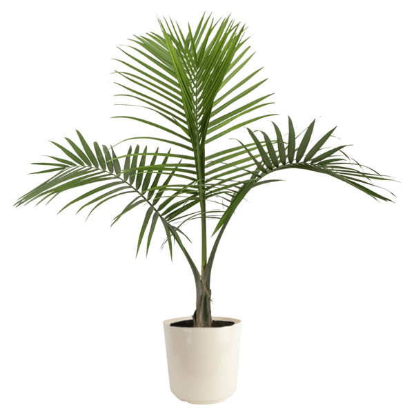 Costa Farms Majesty Palm Tree in Planter & Reviews | Perigold