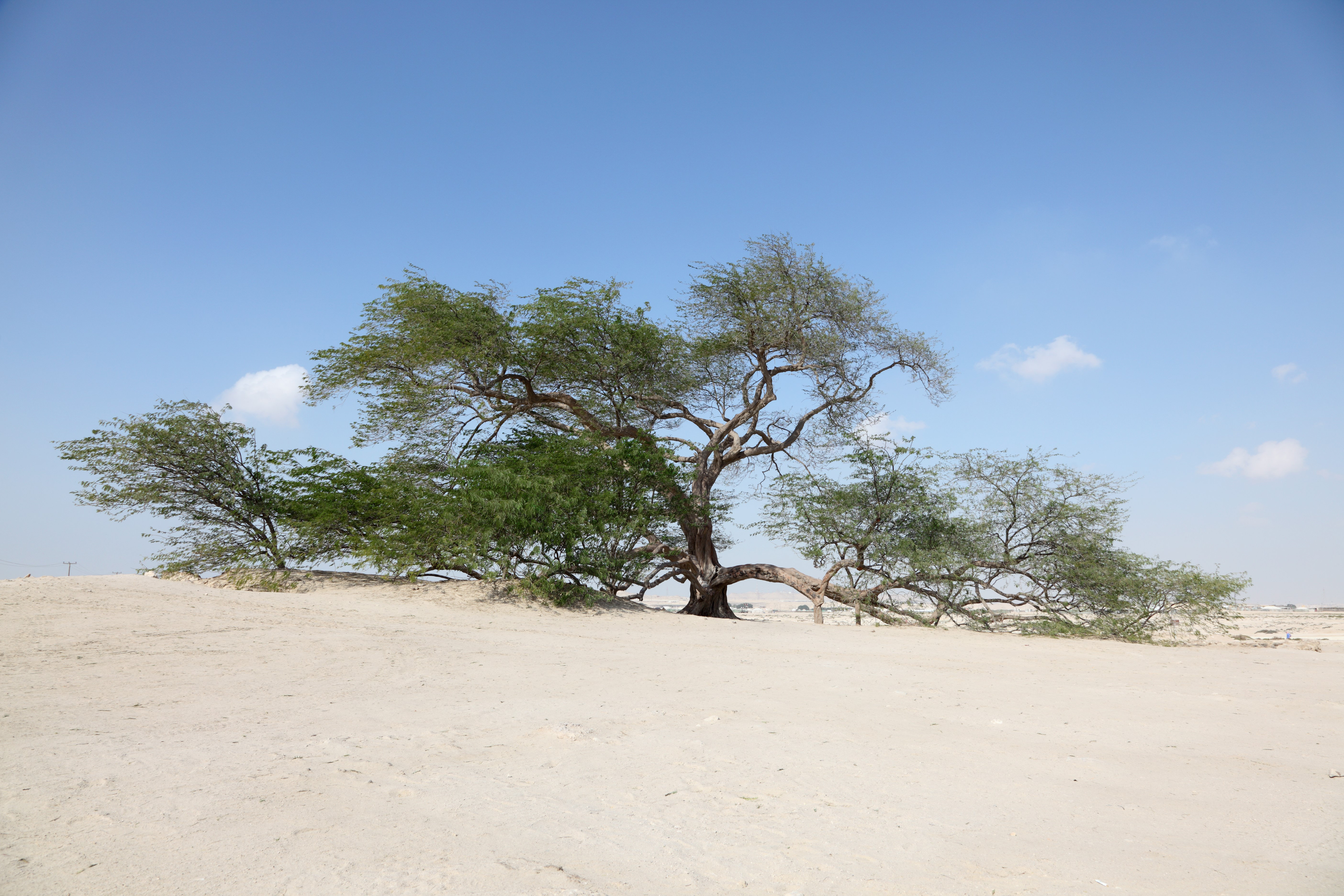 17 Stories Laverl Tree In Bahrain - Wrapped Canvas Photograph | Wayfair.ie
