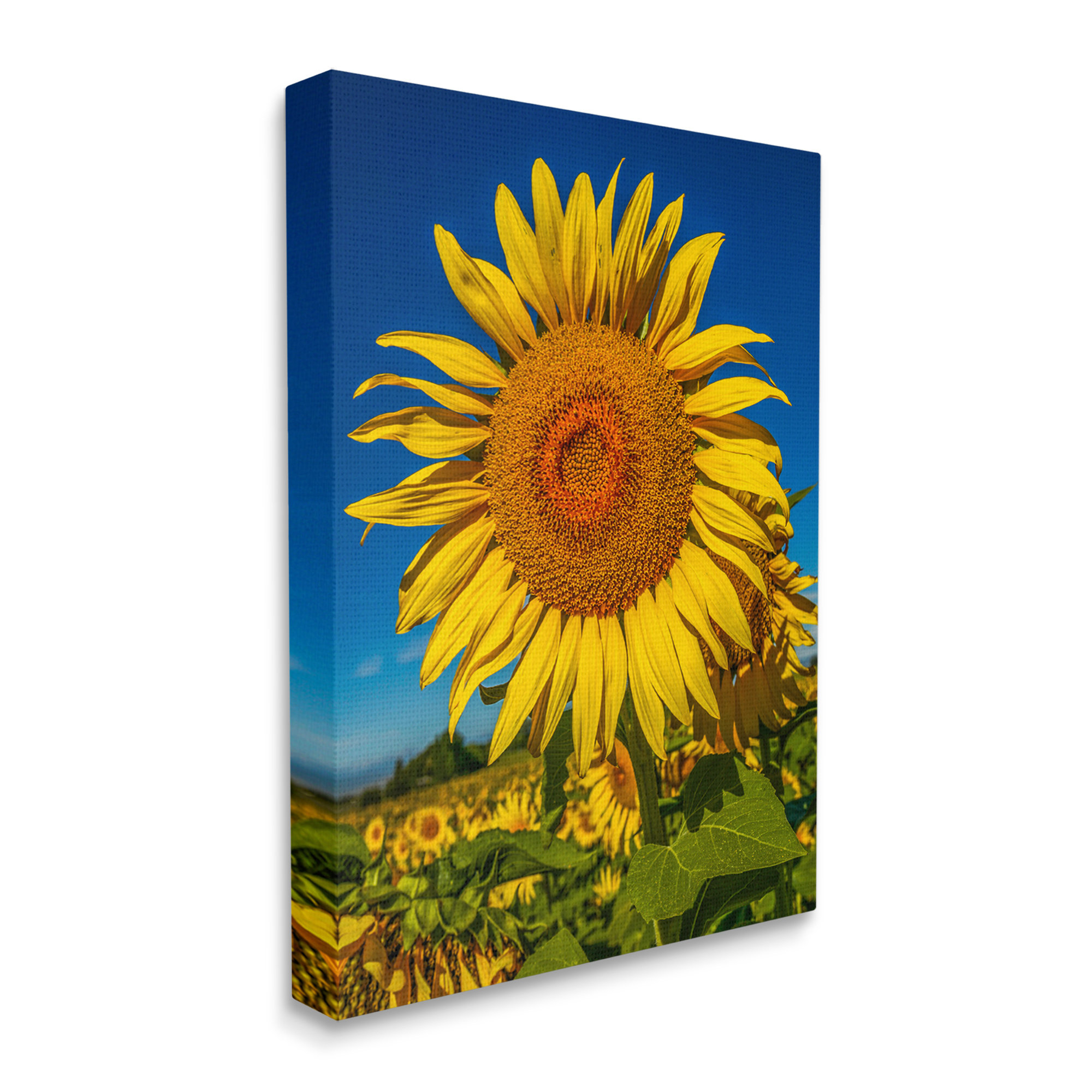 Stupell Industries Summery Sunflower Plant Blooming Summertime Clear ...