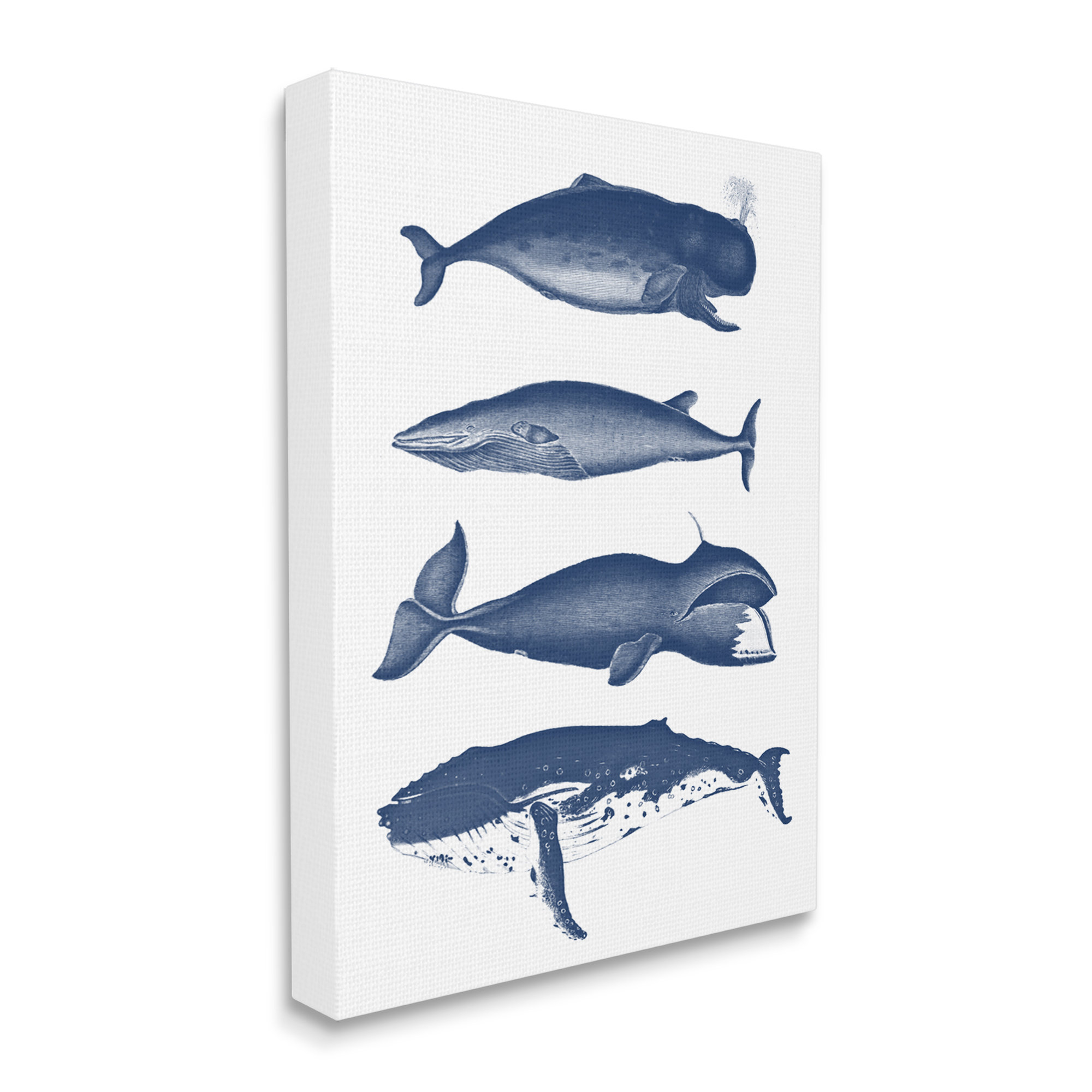 Stupell Industries Various Whales Types Sea Life Detailed Illustrations ...