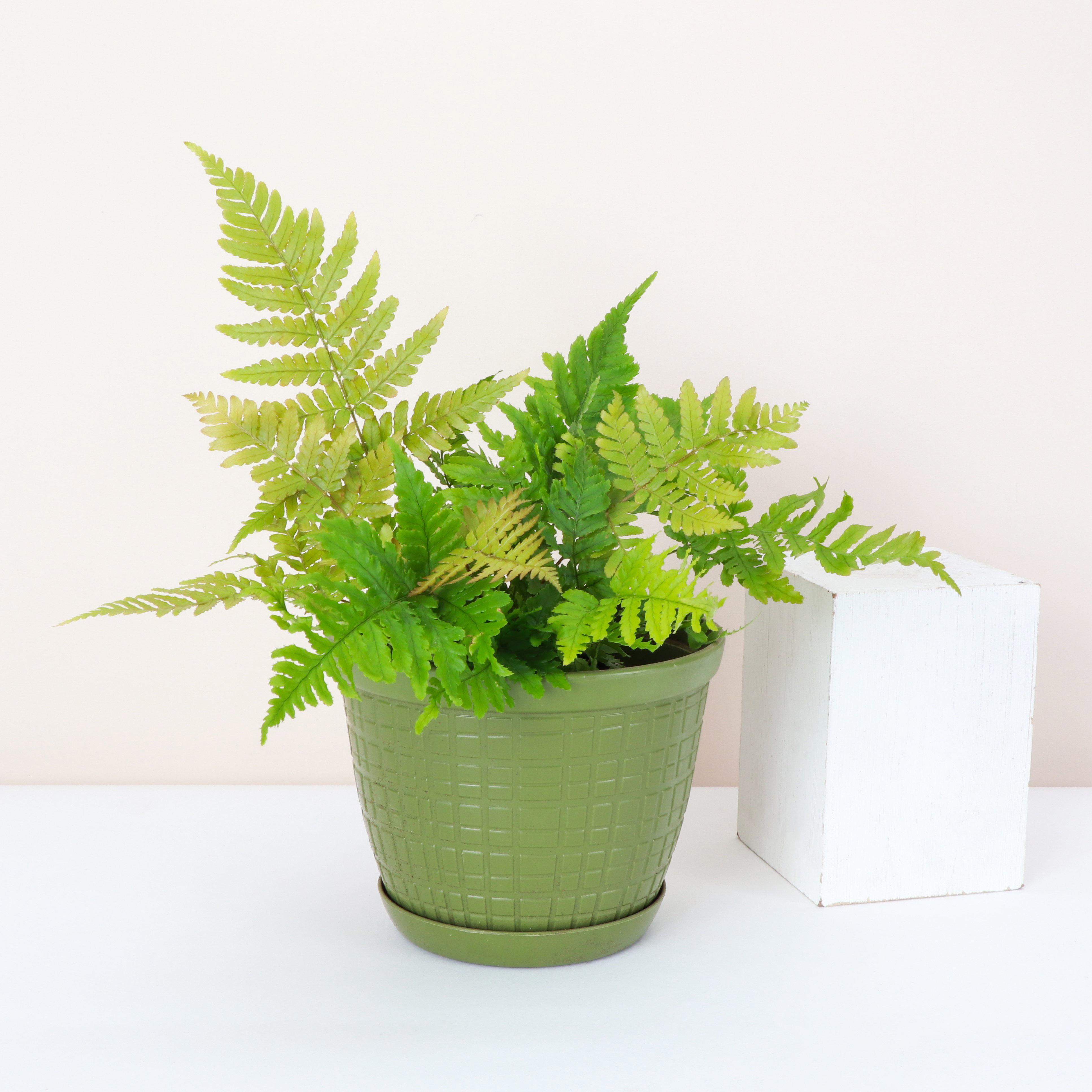 Thorsen's Greenhouse Live Autumn Fern Plant in Rustic Planter | Perigold