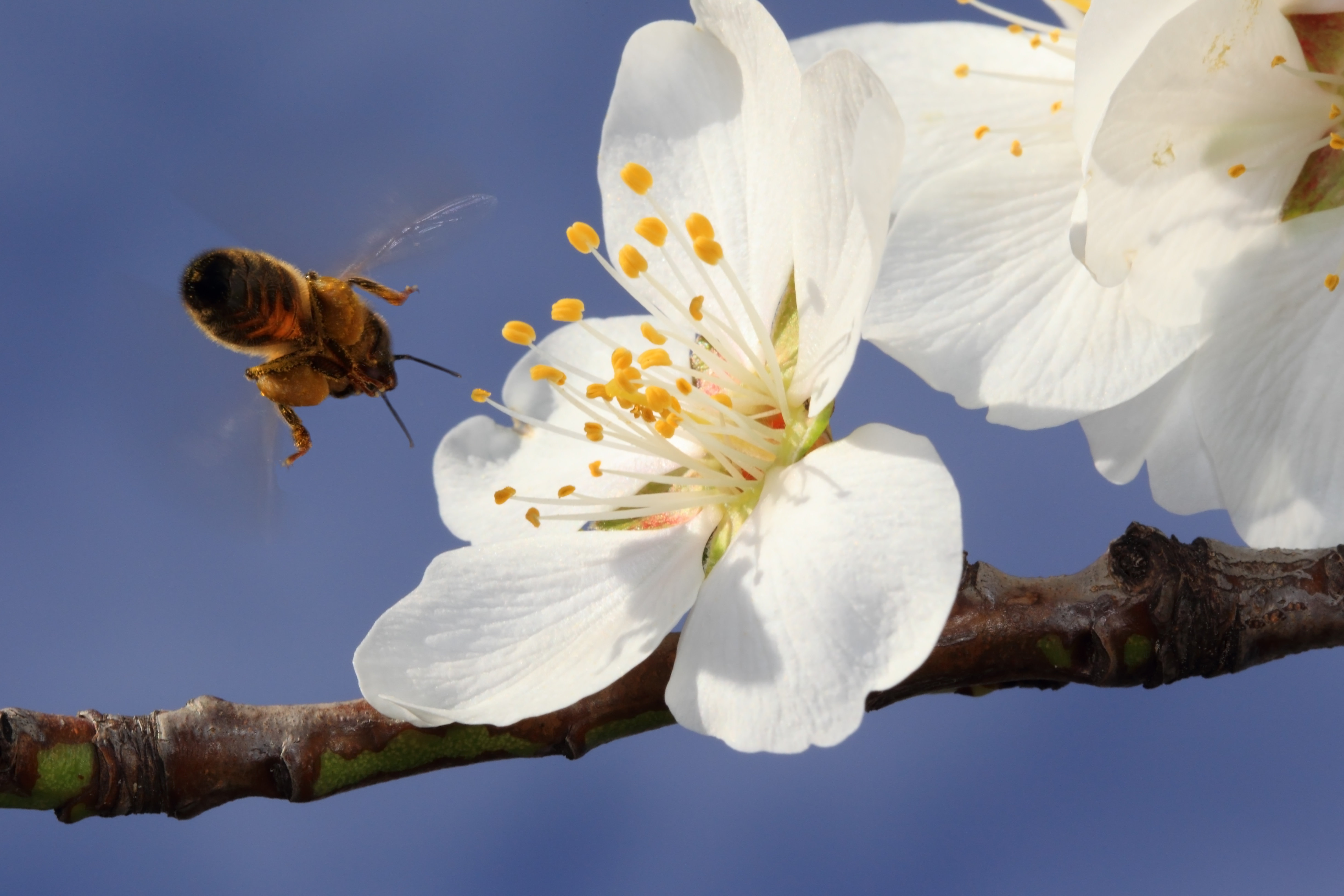 Gracie Oaks Bee by Image2Roman | Wayfair