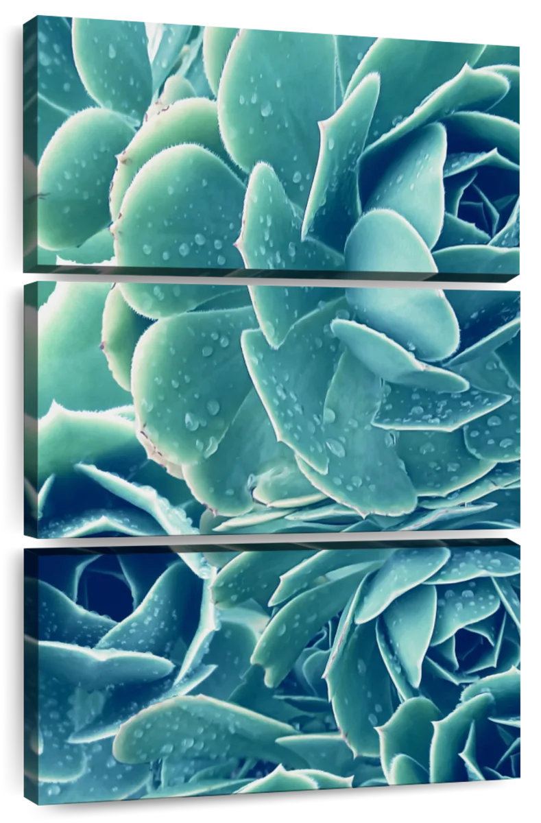 Elephant Stock Succulent With Dew II | Wayfair