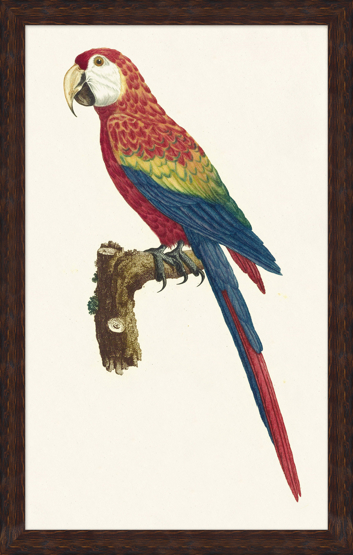 Wendover Art Group Perched Parrot 5 - Picture Frame Painting on Paper ...