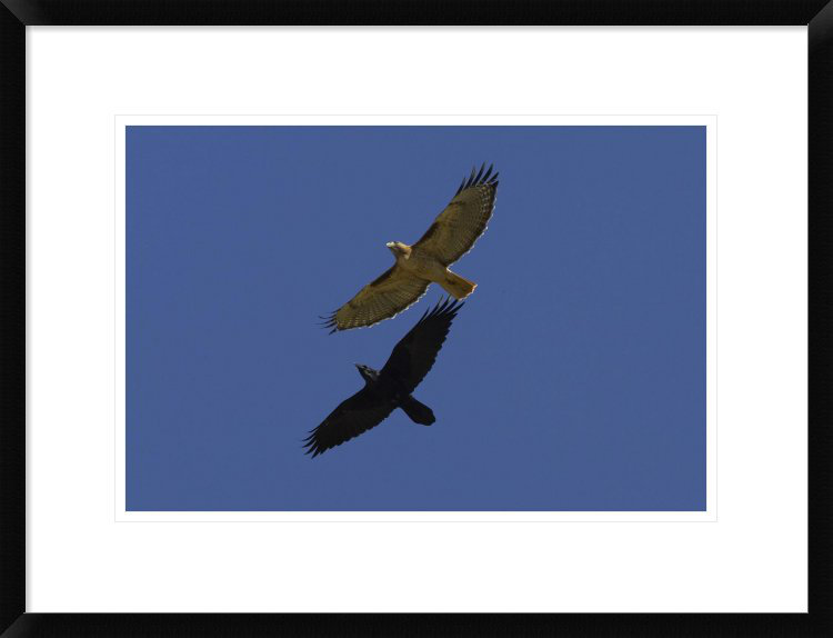 Global Gallery 'Red-Tailed Hawk and Common Raven Flying, North America ...