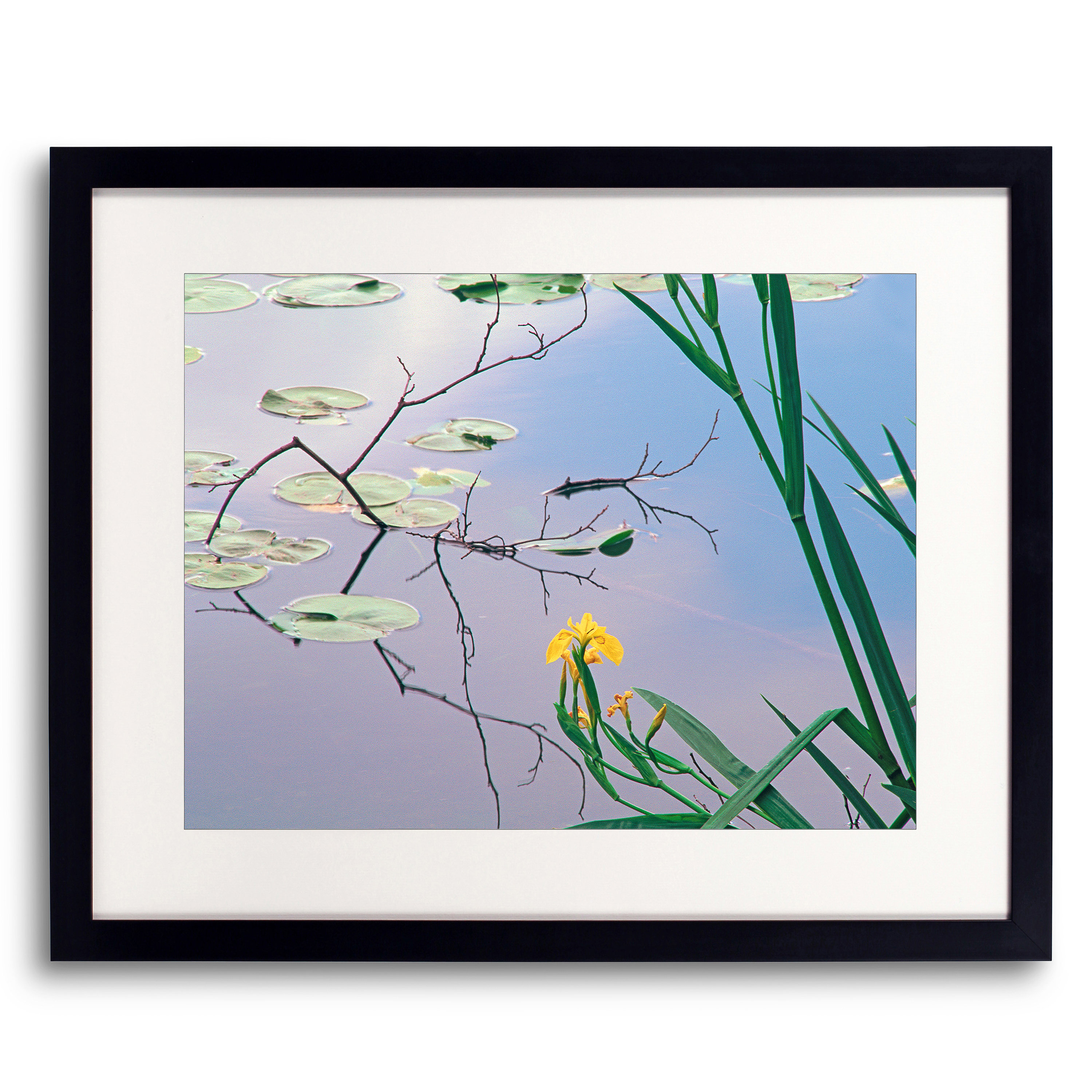 Made & Curated Iris And Lily Pad Design By Bruce Heinemann | Perigold