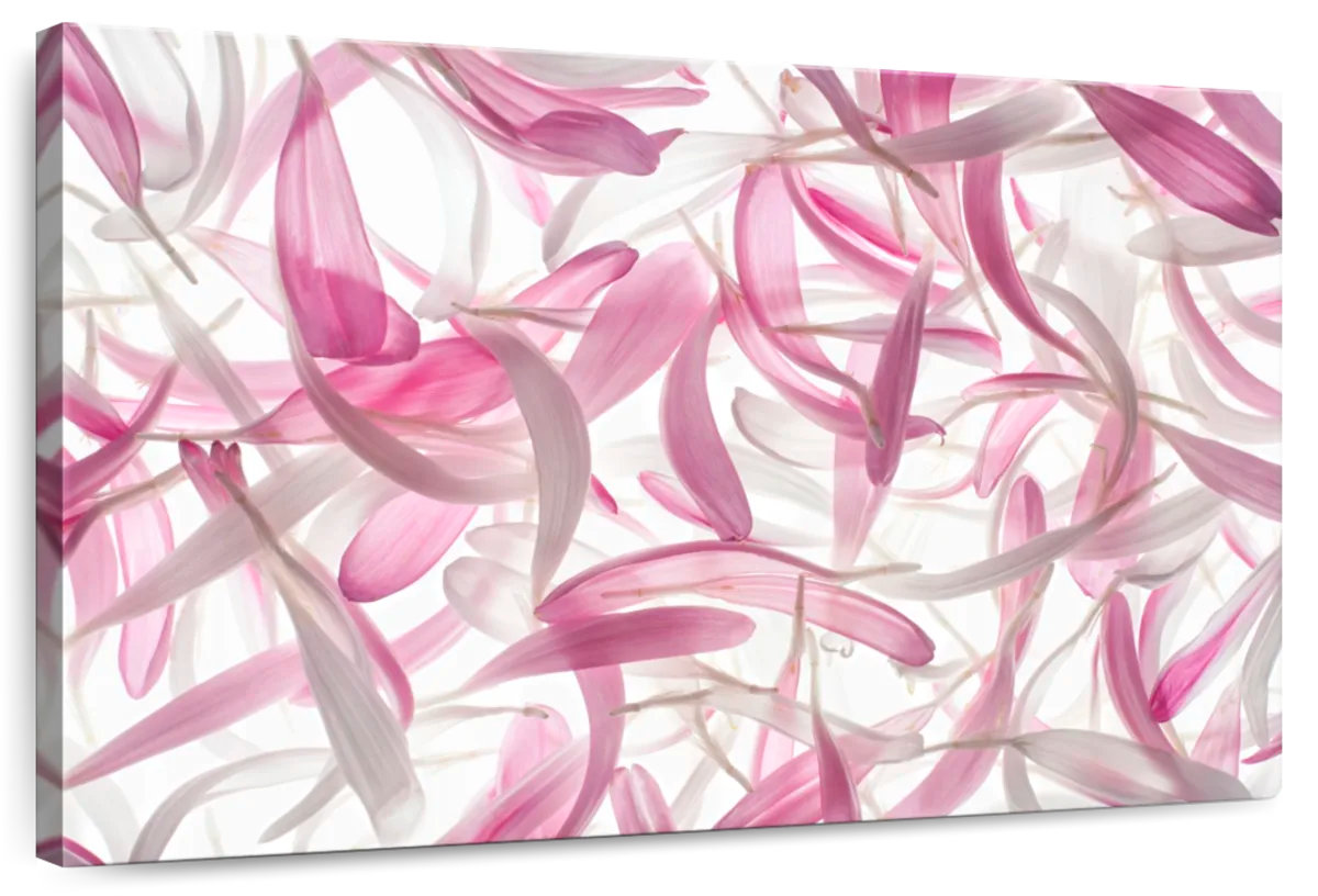 Lark Manor™ Harnek Aster Petals | Wayfair