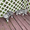 Hi-Line Gift Ltd. Standing American Shorthair Cat Statue & Reviews ...