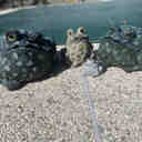 HomeStyles Toad Hollow Classic "Jumbo" Garden Statue & Reviews | Wayfair