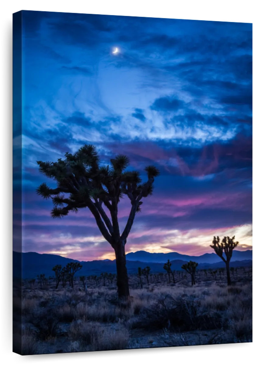 Elephant Stock Joshua Tree Park At Night - Wayfair Canada