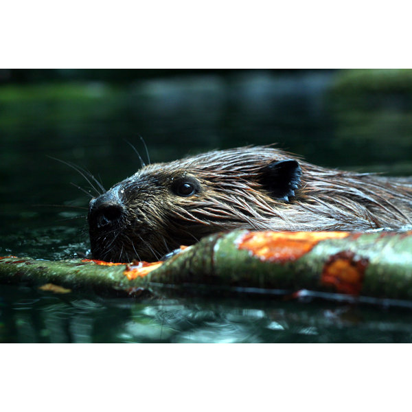 Alpen Home Busy Beaver by Jeffhochstrasser - Wrapped Canvas Art Prints ...