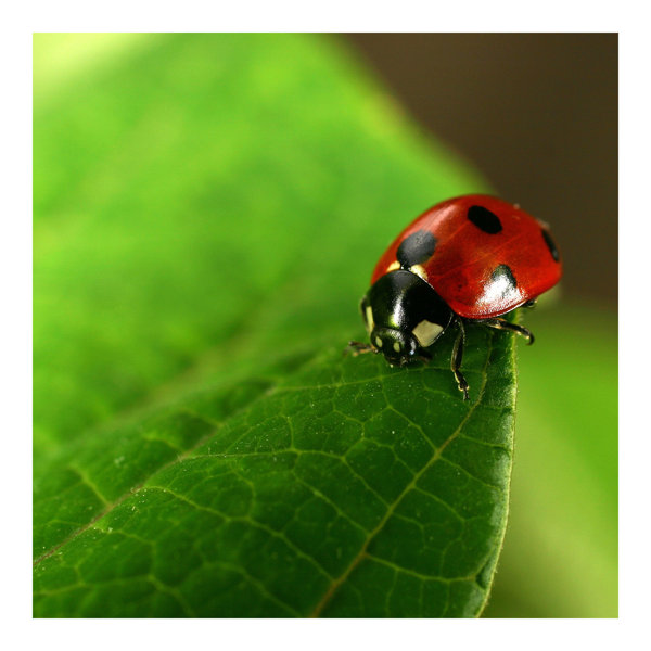 East Urban Home Lady Bird Wallpaper Roll | Wayfair.co.uk