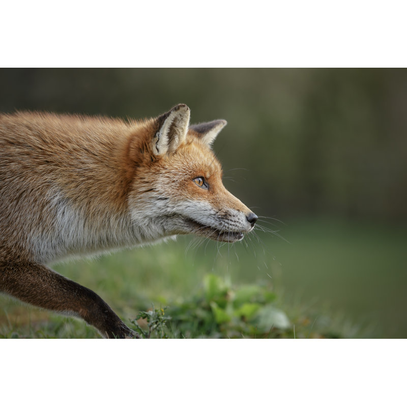 Millwood Pines Stalking Fox - Wrapped Canvas Photograph | Wayfair