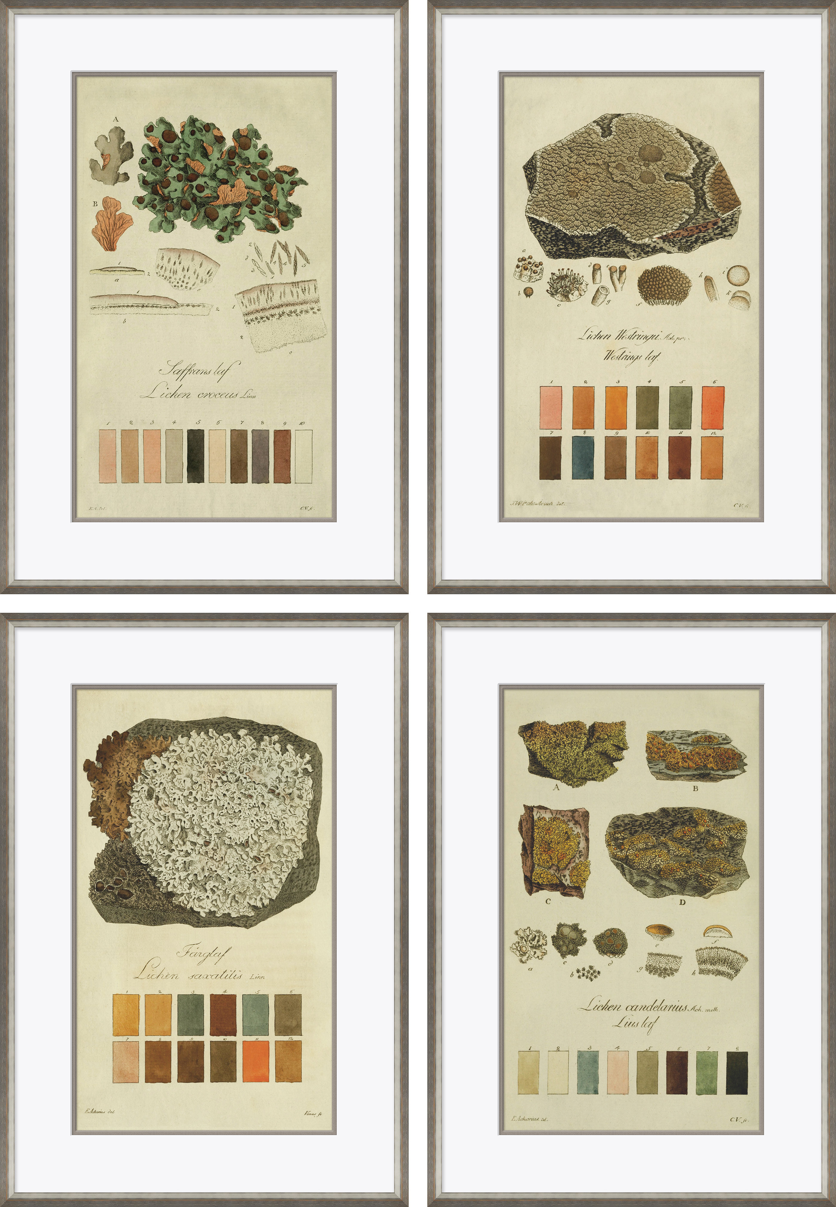 Soicher Marin Lichen Studies, John Peter Westring, 1808 by Paul Cezanne ...