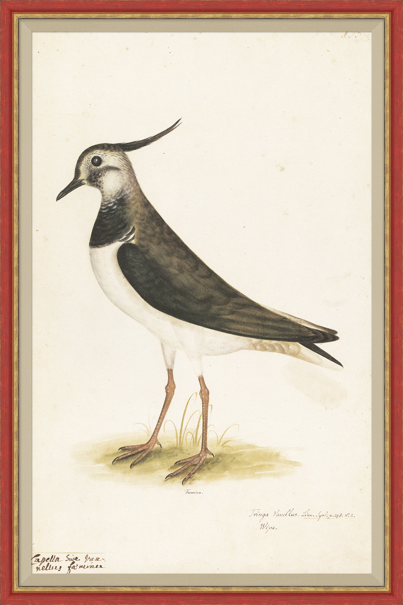 Soicher Marin 18th Century Bird Re-Strikes XVI - Single Picture Frame ...