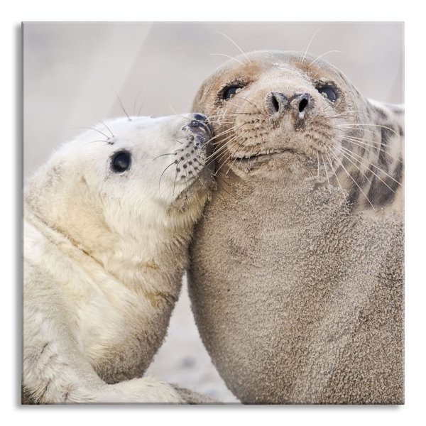 Ebern Designs Cuddling Seals - No Frame Print on Glass | Wayfair.co.uk