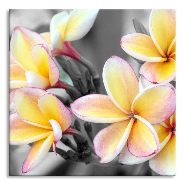Brayden Studio Beautiful Monoi Flowers - No Frame Print on Glass ...