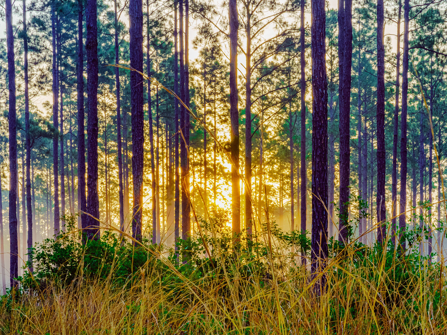 Made & Curated Sunrise In Deep Forest of Gainesville, Florida by Brian ...