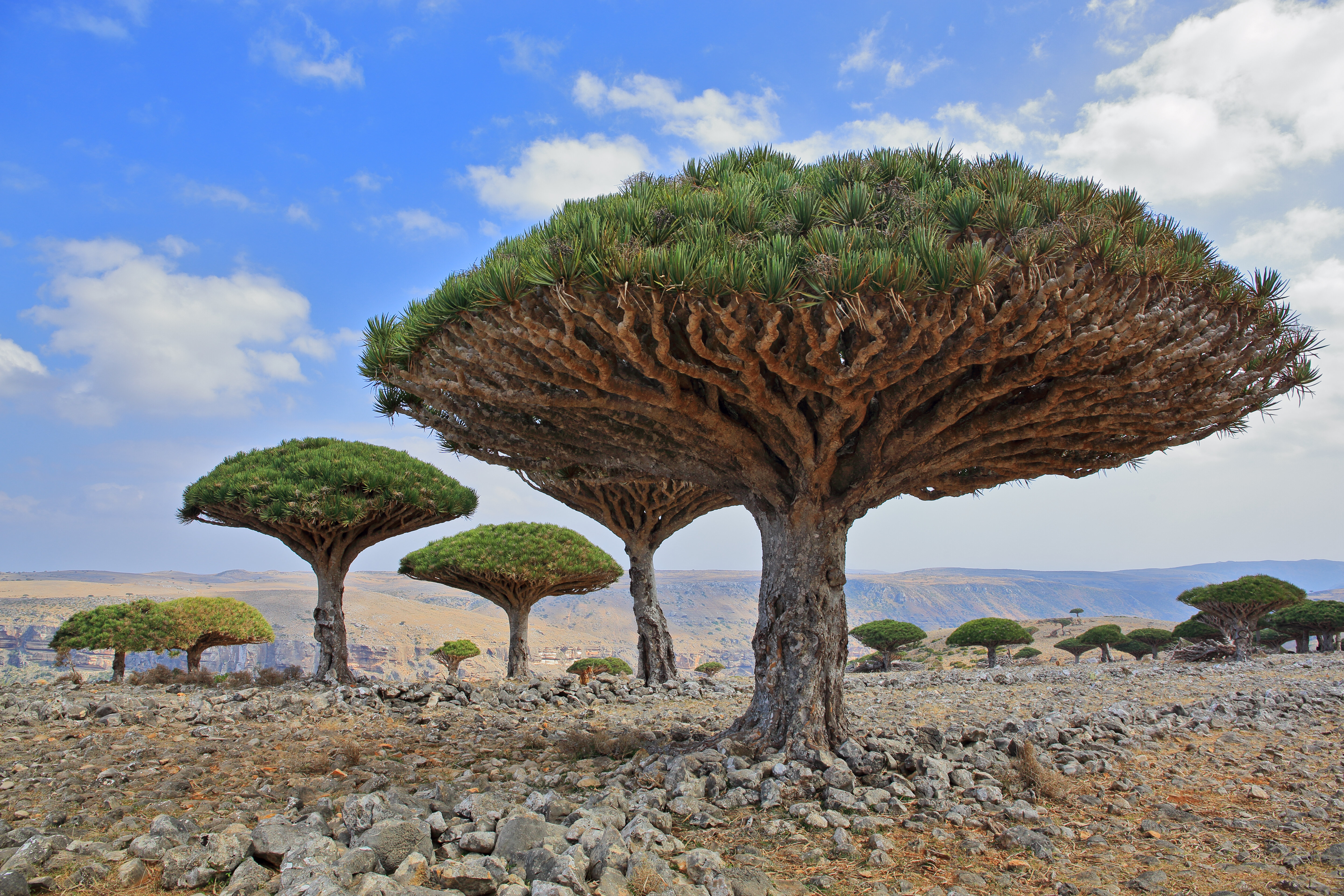 Ebern Designs Lexsie Dragon Tree On Canvas by Zanskar Photograph | Wayfair