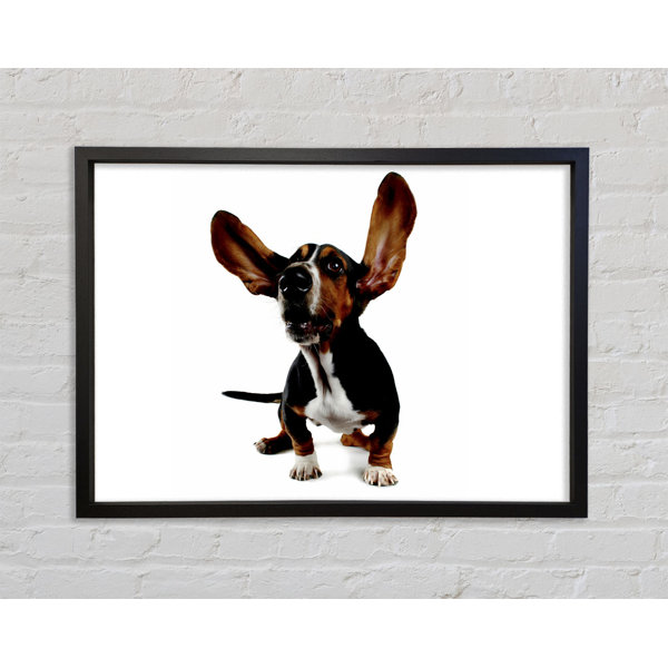 Bright Star Bassett Hound Ears - Single Picture Frame Art Prints on ...