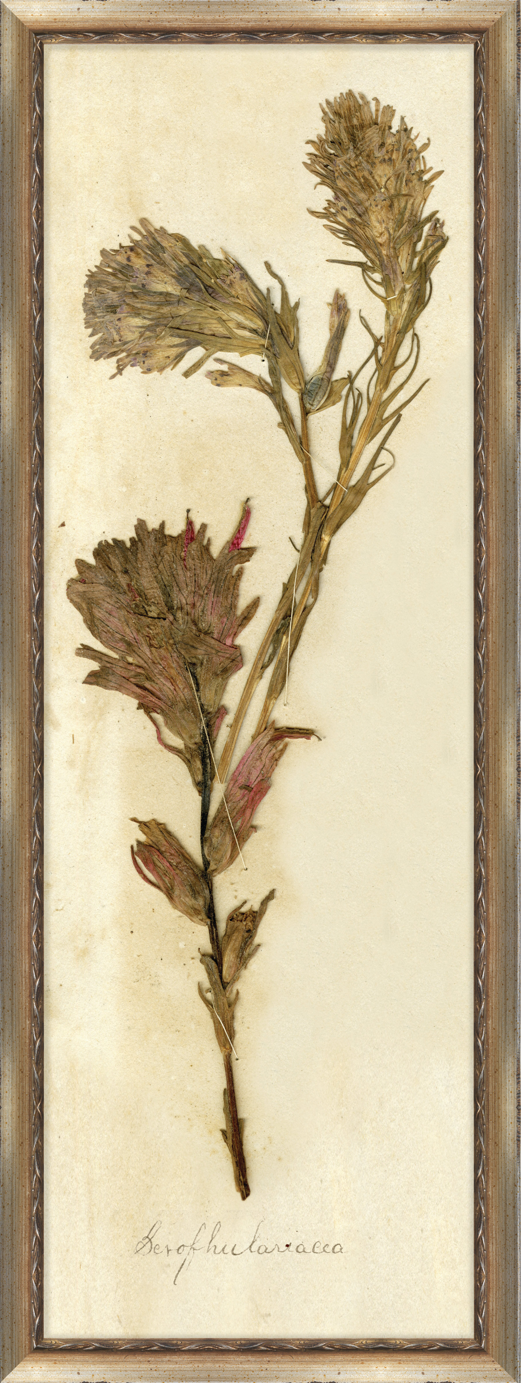 Wendover Art Group Napa Valley 1872 Herbarium VII - Picture Frame ...