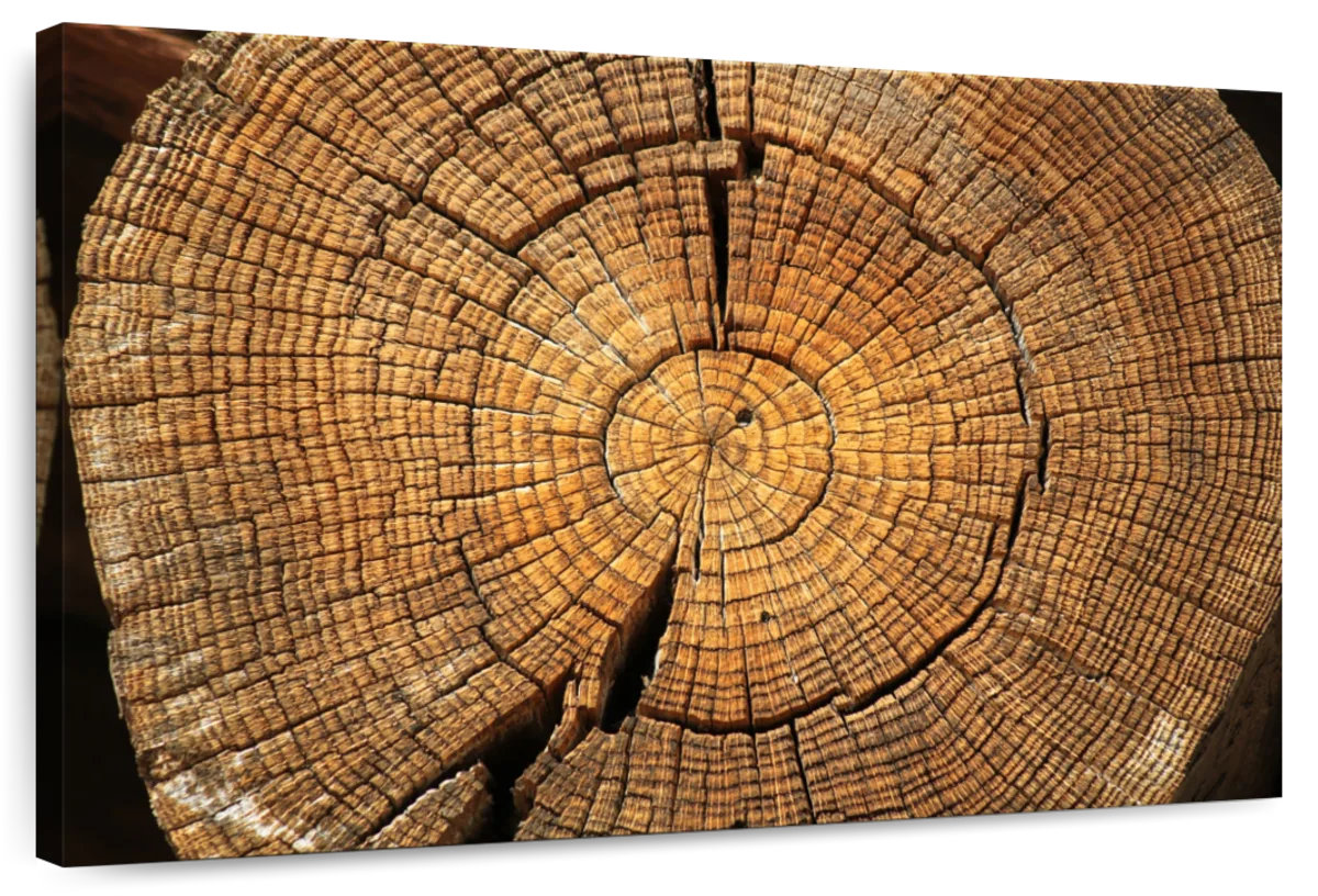 Ebern Designs Tree Stump Rings | Wayfair