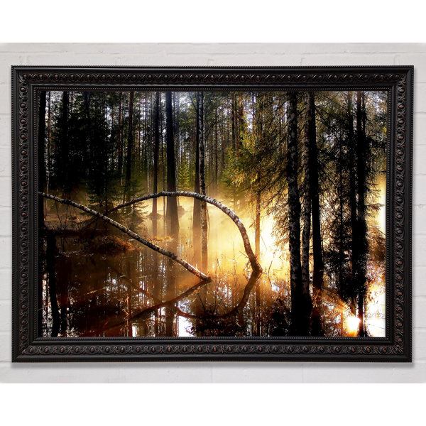 Bright Star Swamp Forest Morning Mist - Single Picture Frame Art Prints ...