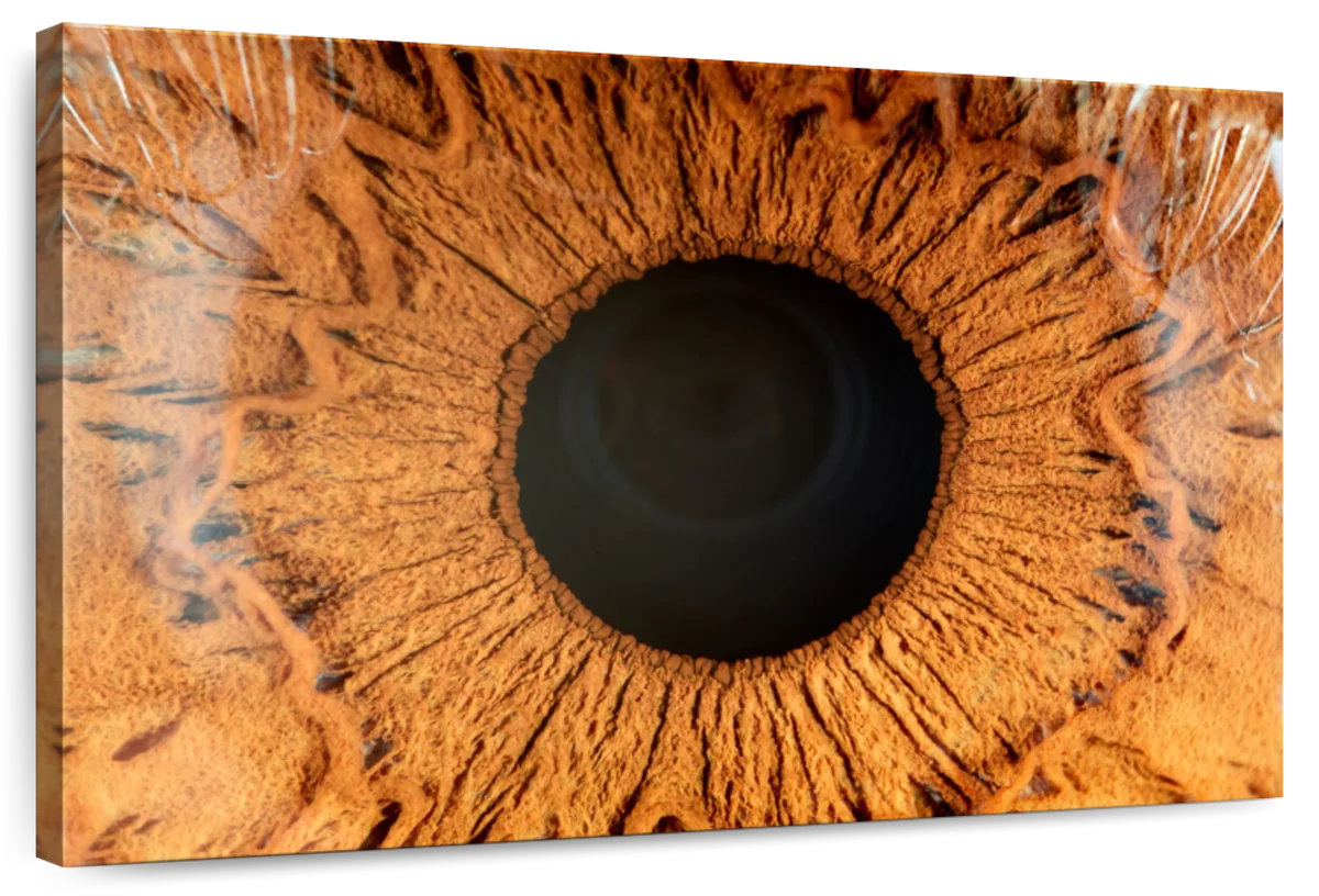 Ebern Designs Alcaraz Magnified Human Eye - Wayfair Canada