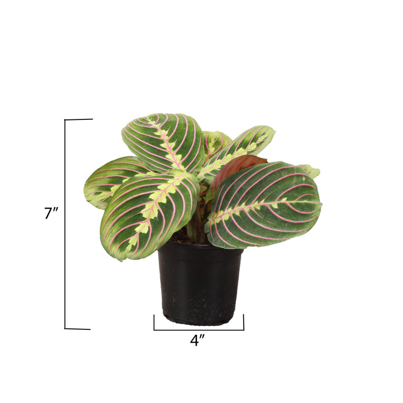 Thorsen's Greenhouse Live Red Prayer Plant & Reviews | Perigold