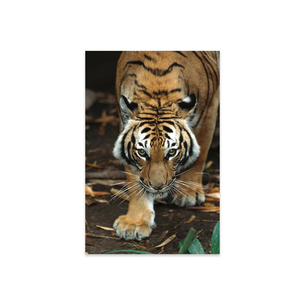 Hokku Designs Malayan Tiger, Native To Malaysia On Plastic / Acrylic by ...