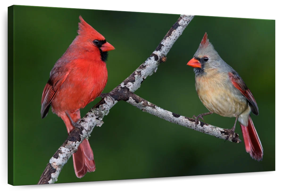 Ebern Designs Pair Of Cardinal Birds | Wayfair