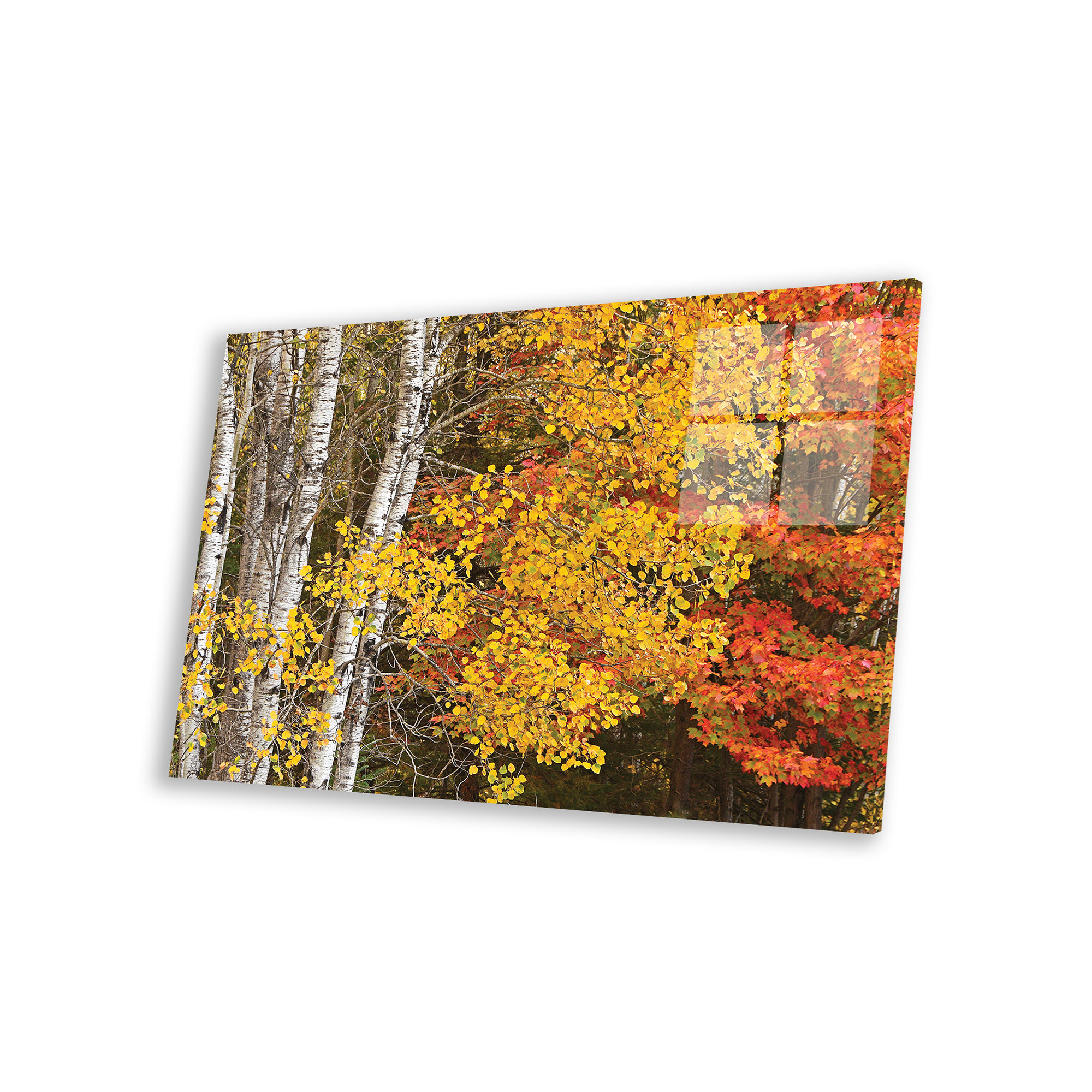Millwood Pines Aspens And Maples In The Fall On Plastic / Acrylic by ...