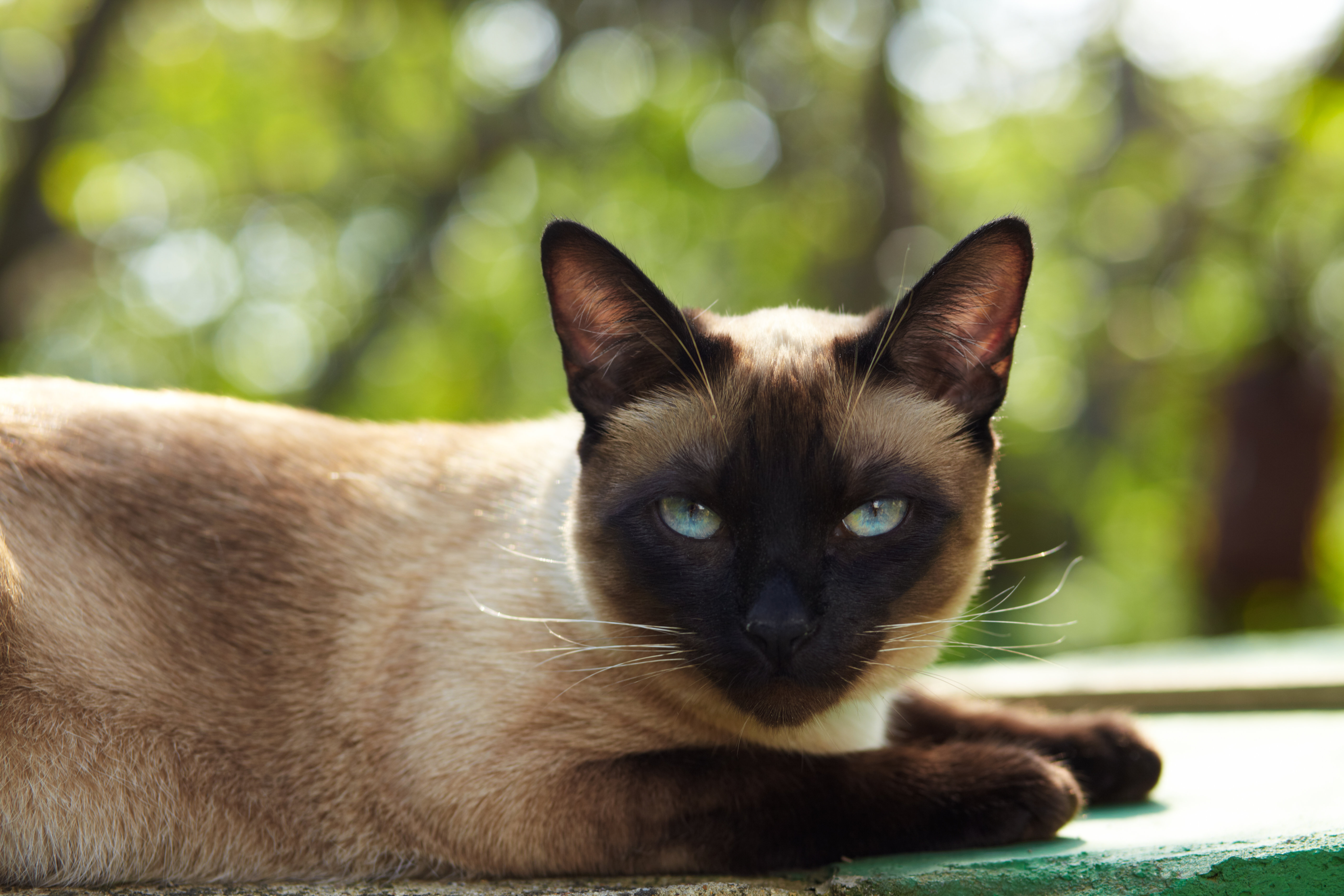 Ebern Designs Siamese Cat by Drbouz - Wayfair Canada