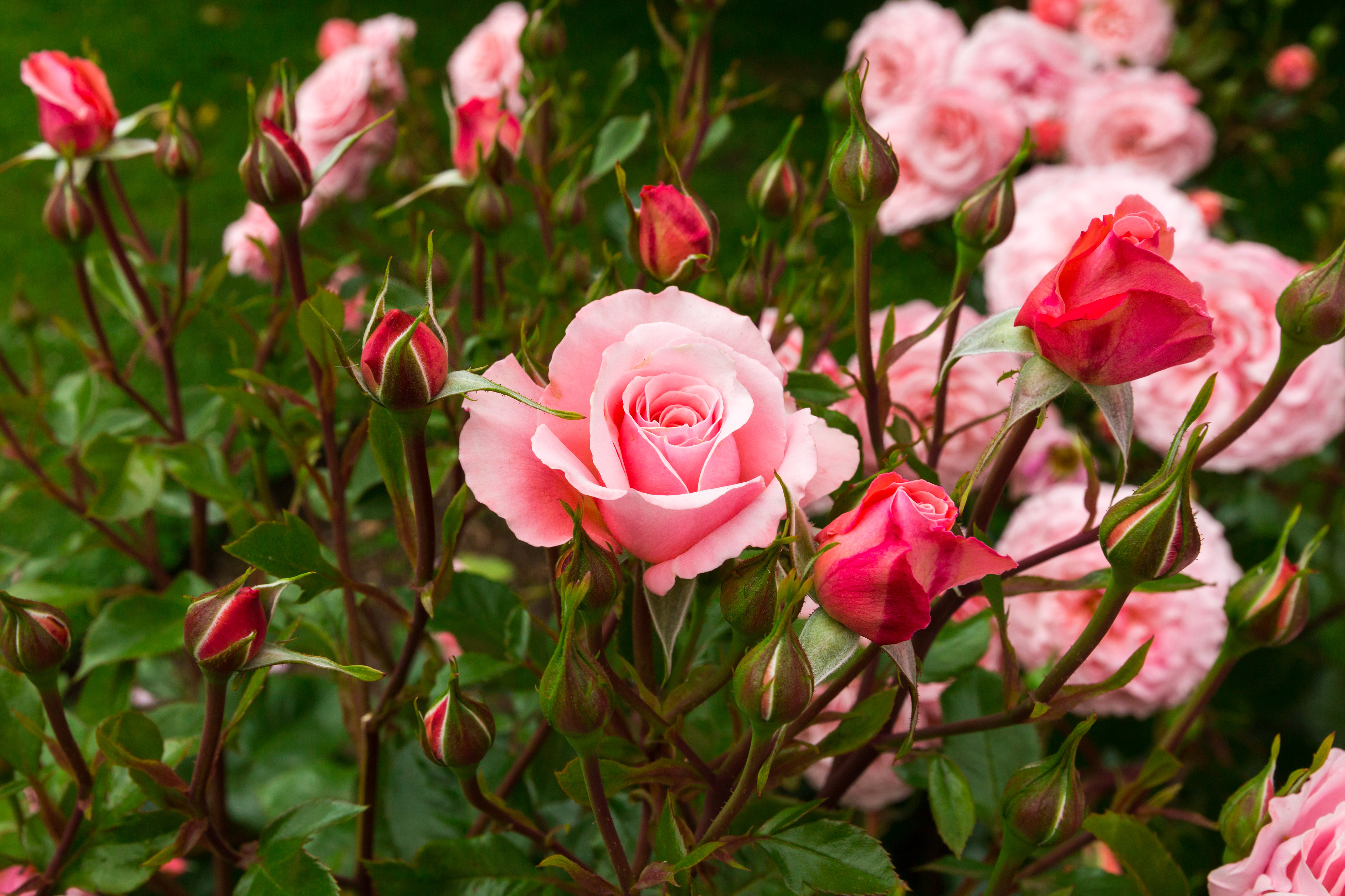 Canora Grey Pink Roses In Garden | Wayfair.co.uk