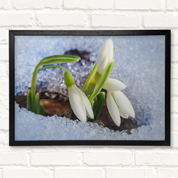 Latitude Run White Snowdrops Peering Through The Snow - Closed Corner ...