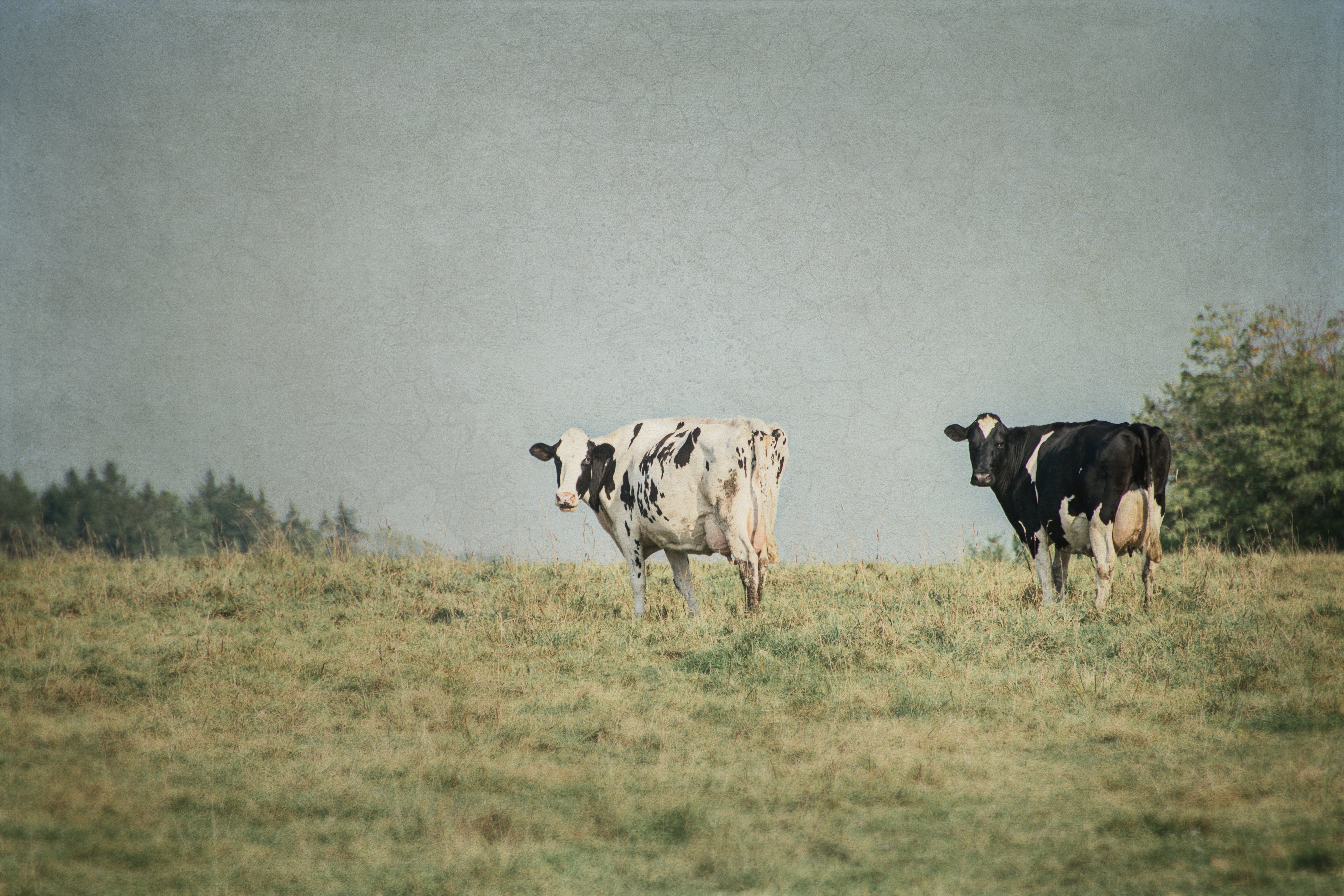 August Grove Neutral Country III Crop by Elizabeth Urquhart ...