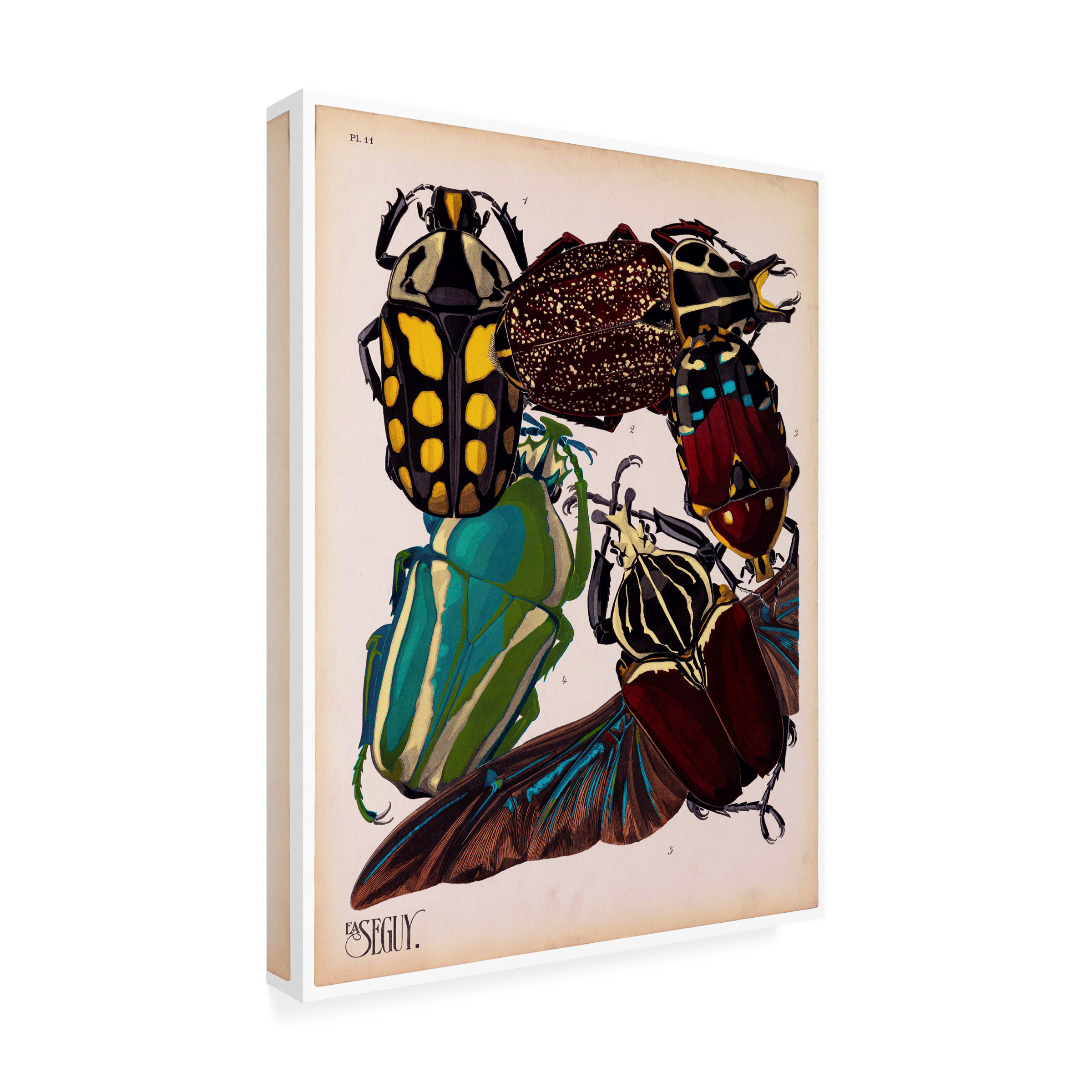 August Grove Print Collection 'Insects Plate 3' Canvas Art - Wayfair Canada