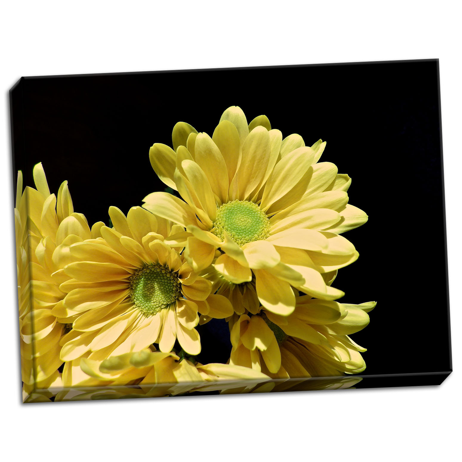 Ebern Designs 'Daisy Dazzle I' Photographic Print on Wrapped Canvas ...