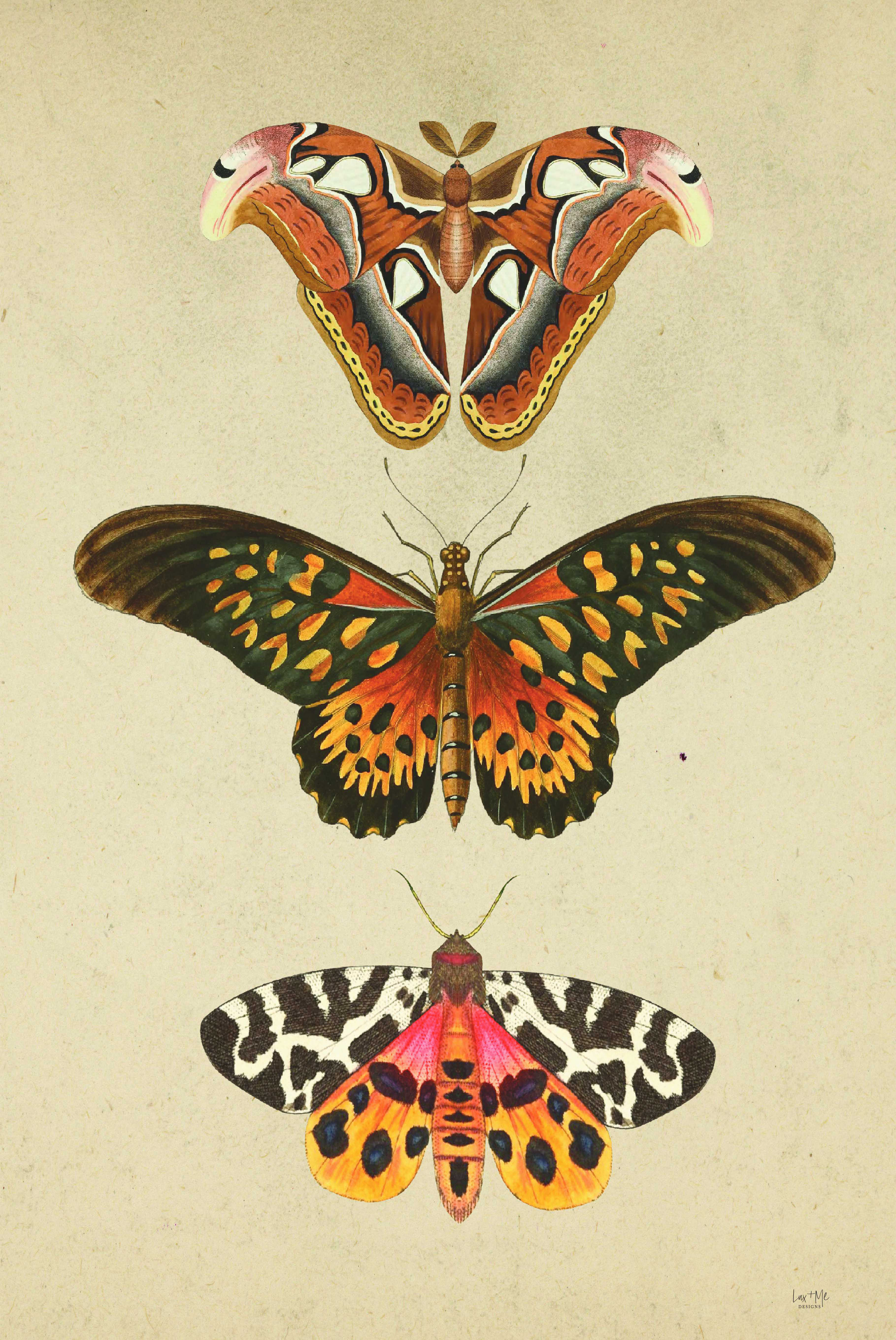 Gracie Oaks Electra Butterfly And Moths - Wrapped Canvas Print | Wayfair