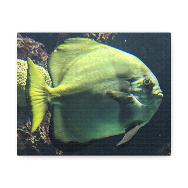 Dovecove Fish by Kelly Johnson - Wrapped Canvas Graphic Art | Wayfair