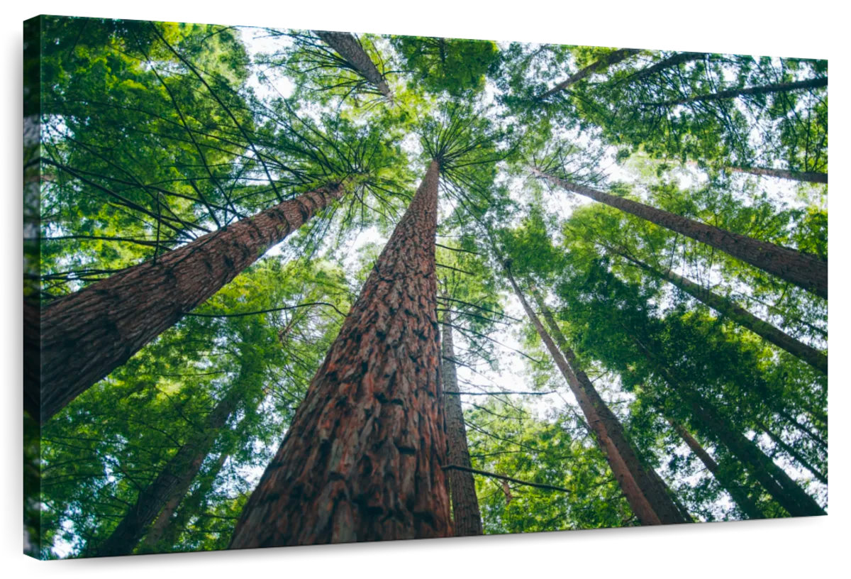 Loon Peak® Redwood Trees From Below | Wayfair