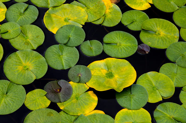 Latitude Run® USA Washington State Bellingham Lily Pads On Lake Louise ...