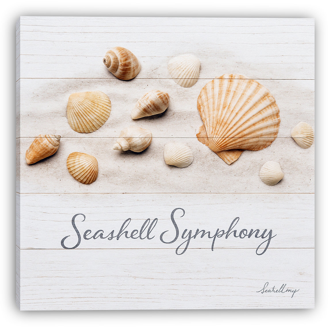 Dovecove Seashell Symphony - Coastal Beach Shells Canvas Wall Art | Wayfair
