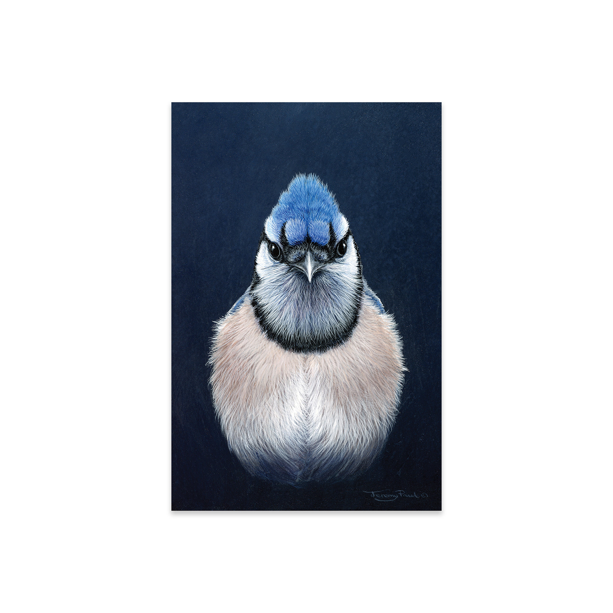 Red Barrel Studio® Blue Jay Print On Acrylic Glass | Wayfair
