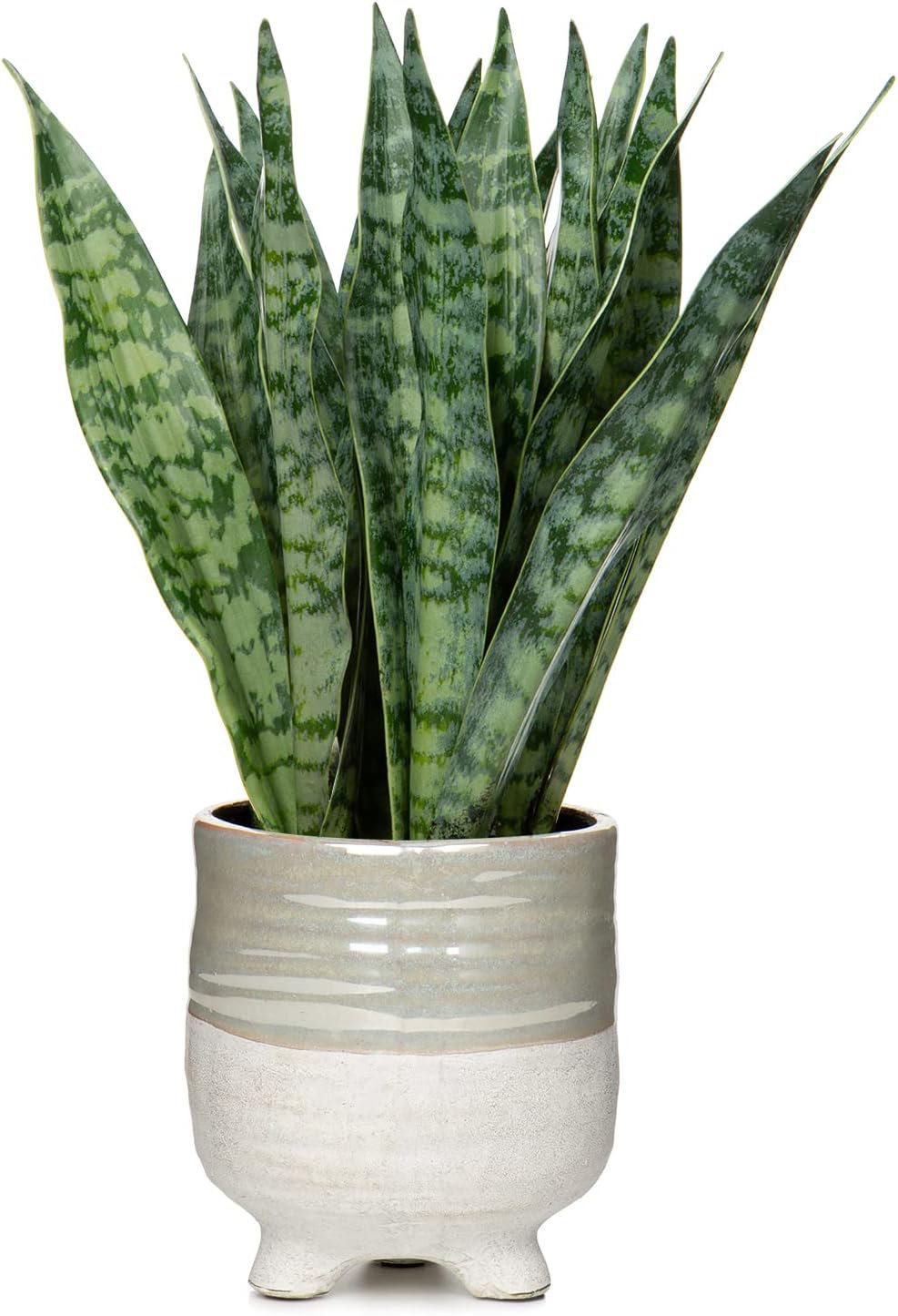 Primrue Hutto Fake Snake Plant 12 inch Artificial Snake Plant Potted ... Primrue Hutto Fake Snake Plant 12 inch Artificial Snake Plant Potted ...