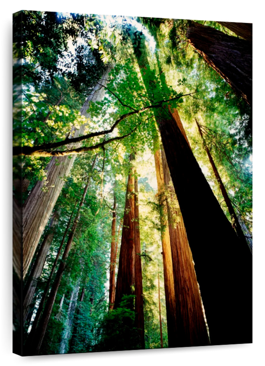 Lark Manor Harnek Sunset At Jedediah Smith State Park - Wayfair Canada