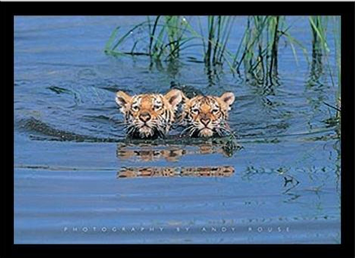 Dakota Fields FRAMED Swimming Tiger Cubs Photograph By Andy Rouse 16X20 ...
